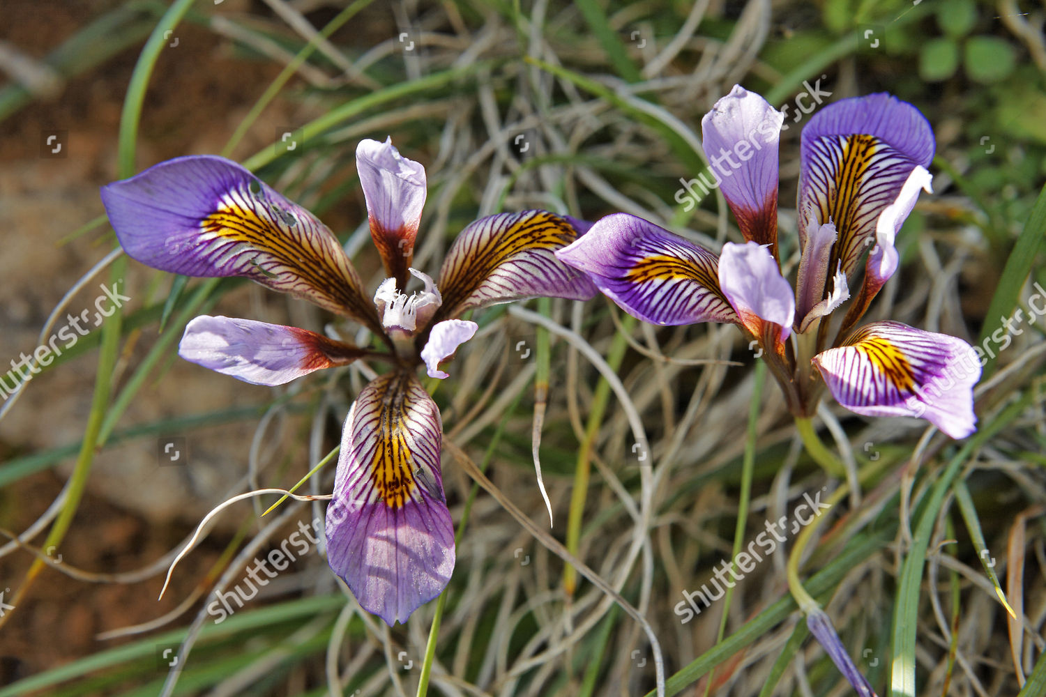 Cretan Iris Iris Cretensis Near Psychro Editorial Stock Photo - Stock ...