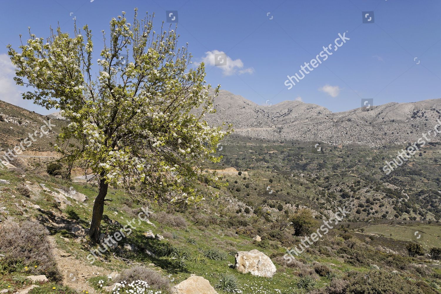 Blossoming Tree Overview Lasithi Plateau Crete Editorial Stock Photo ...