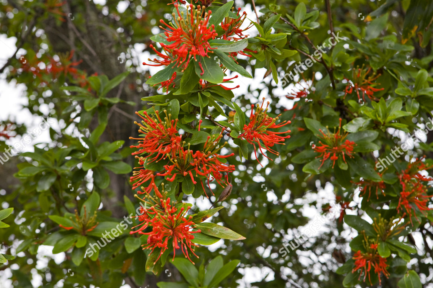 Chilean Firebush Embothrium Coccineum Puerto Varas Editorial Stock ...