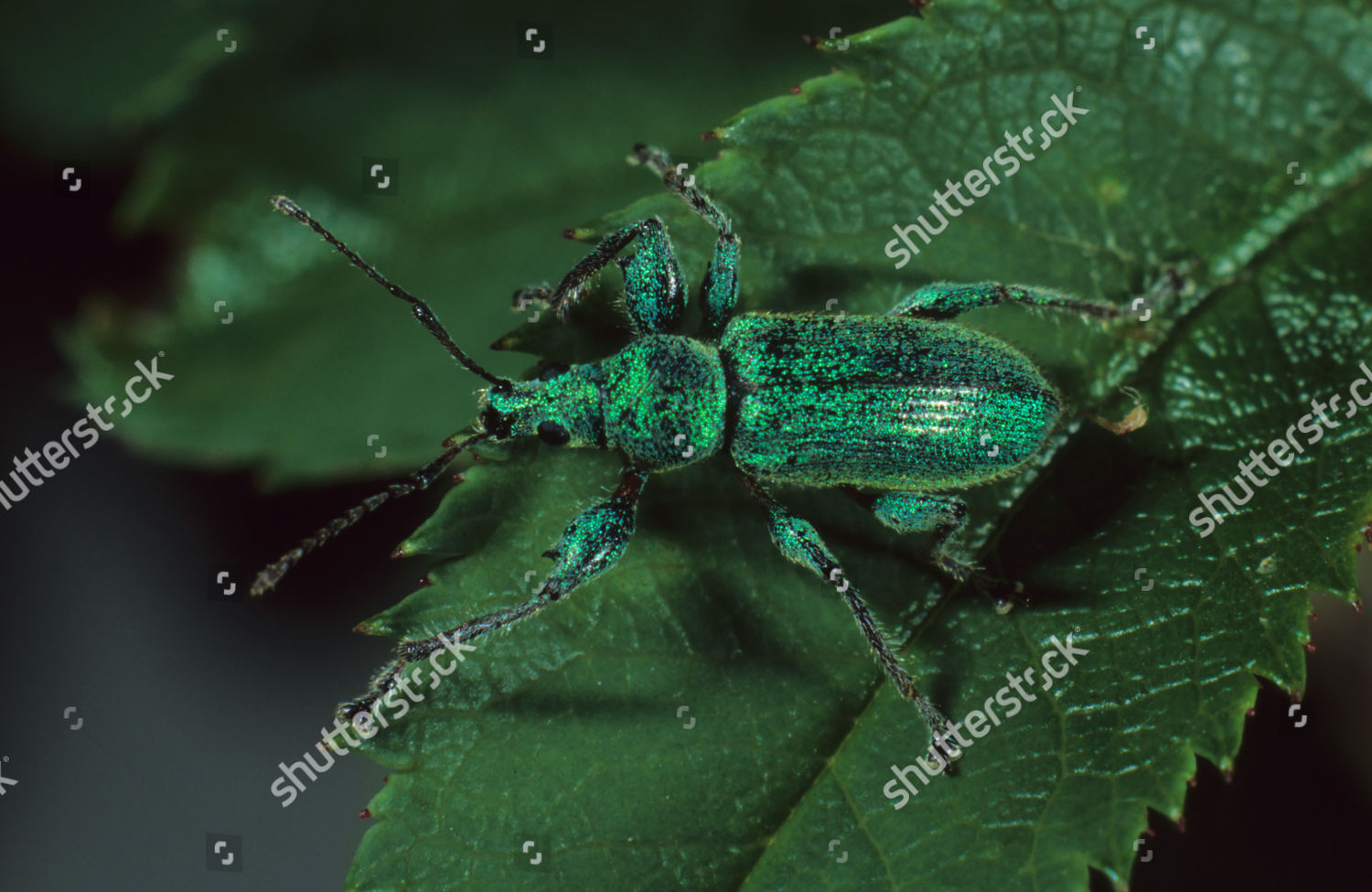 Weevil Phyllobius Sp Editorial Stock Photo - Stock Image | Shutterstock