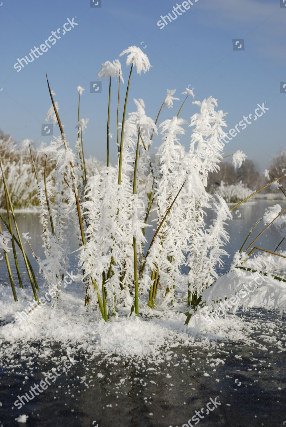 Stems Rush Plant Juncus Effusus Covered Editorial Stock Photo - Stock ...