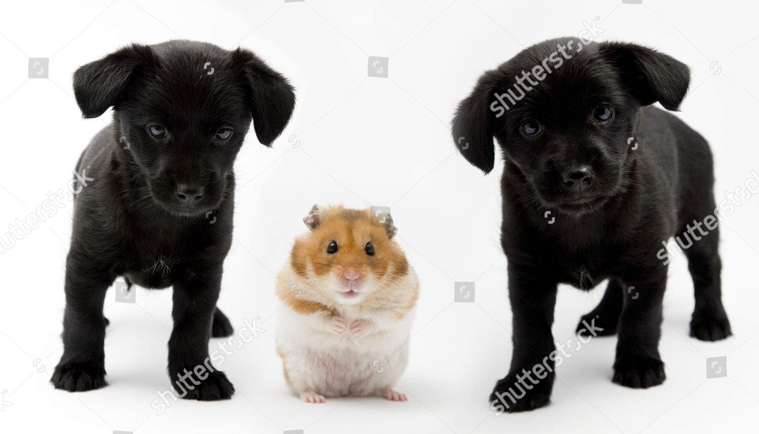 Halfbreed Puppies Golden Hamster Mesocricetus Auratus Editorial Stock ...