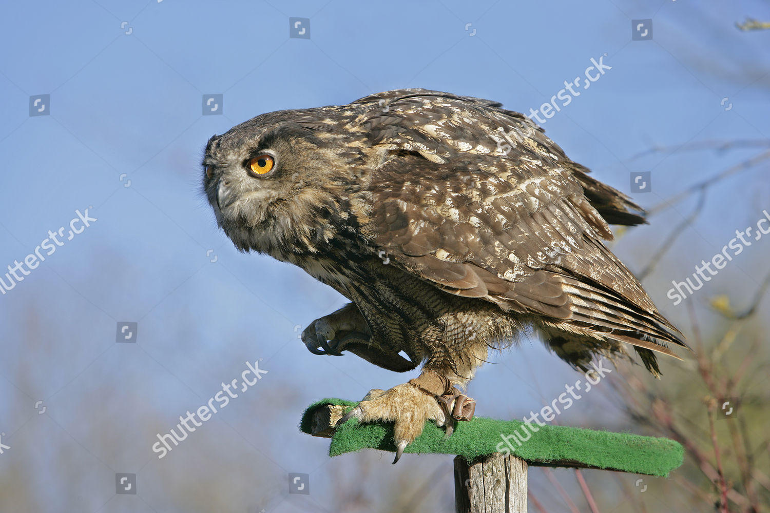 Eurasian Eagle Owl Bubo Bubo Crouching Editorial Stock Photo - Stock ...