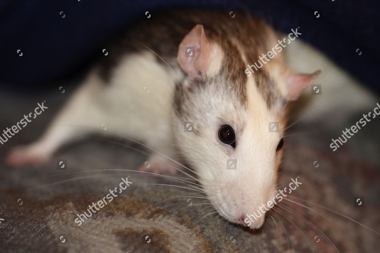 Fancy Rat Rattus Norvegicus Domesticus Blackandwhite Editorial Stock ...