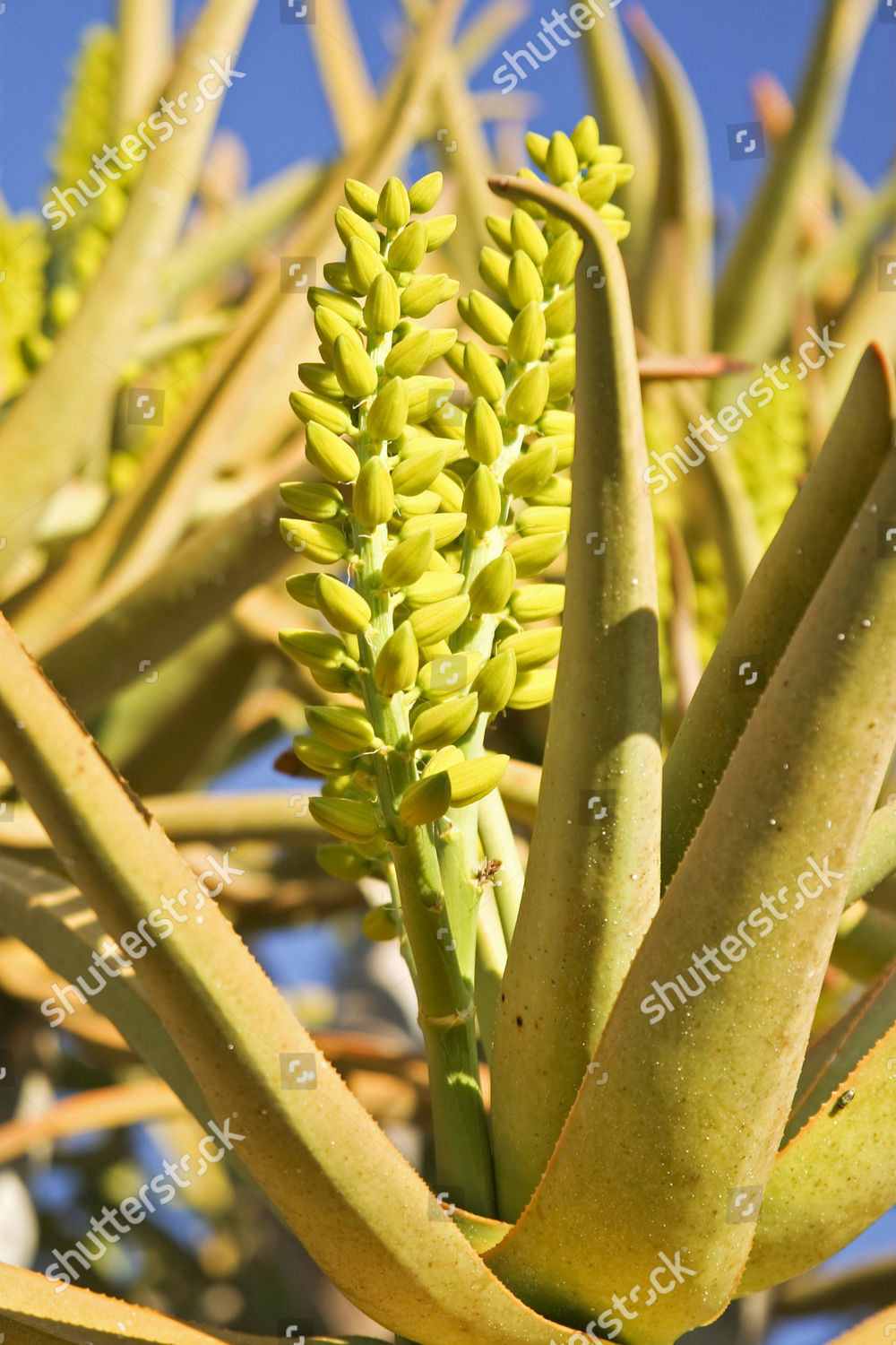 Bloom Quiver Tree Quiver Tree Forest Editorial Stock Photo - Stock ...