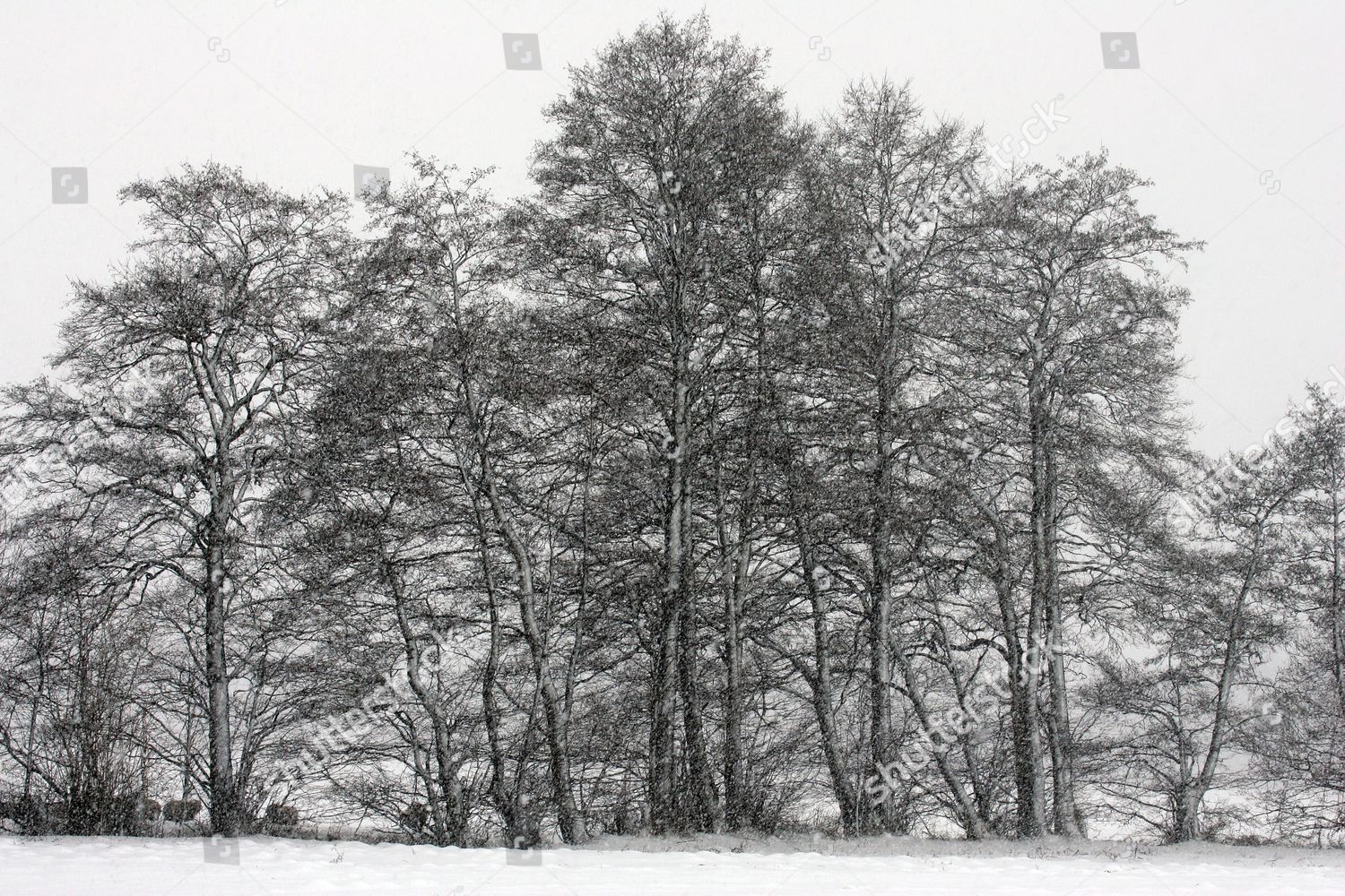 European Alder Winter Snow Flurry Alnus Editorial Stock Photo - Stock ...