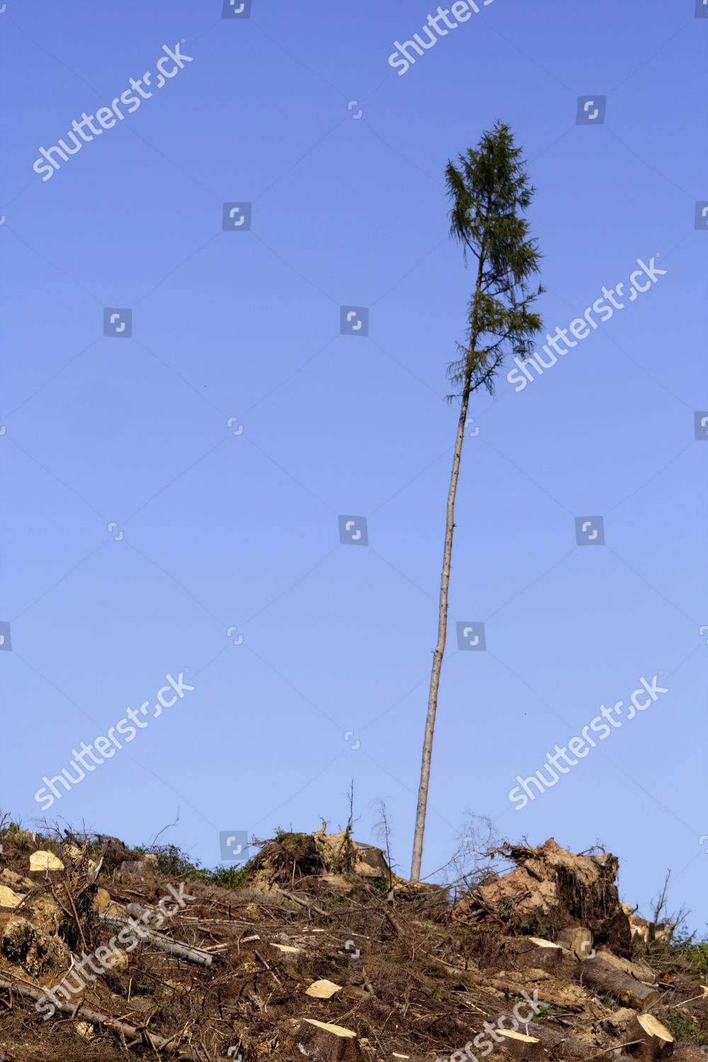 Single Tree Standing After Storm Kyrill Editorial Stock Photo - Stock ...