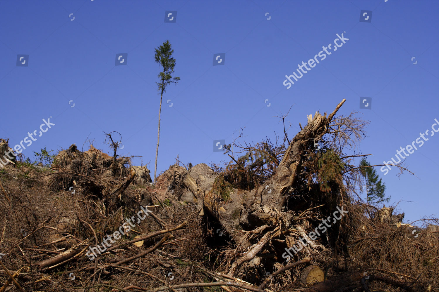 Single Tree Standing After Storm Kyrill Editorial Stock Photo - Stock ...