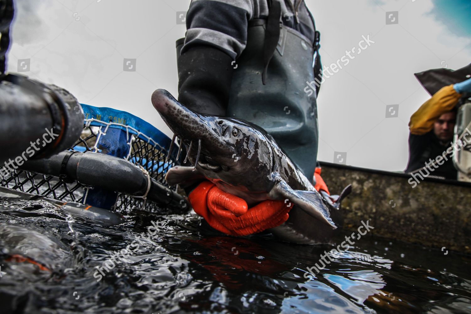 Sturgeon Undergoes Ultrasound Check Egg Production Editorial Stock ...