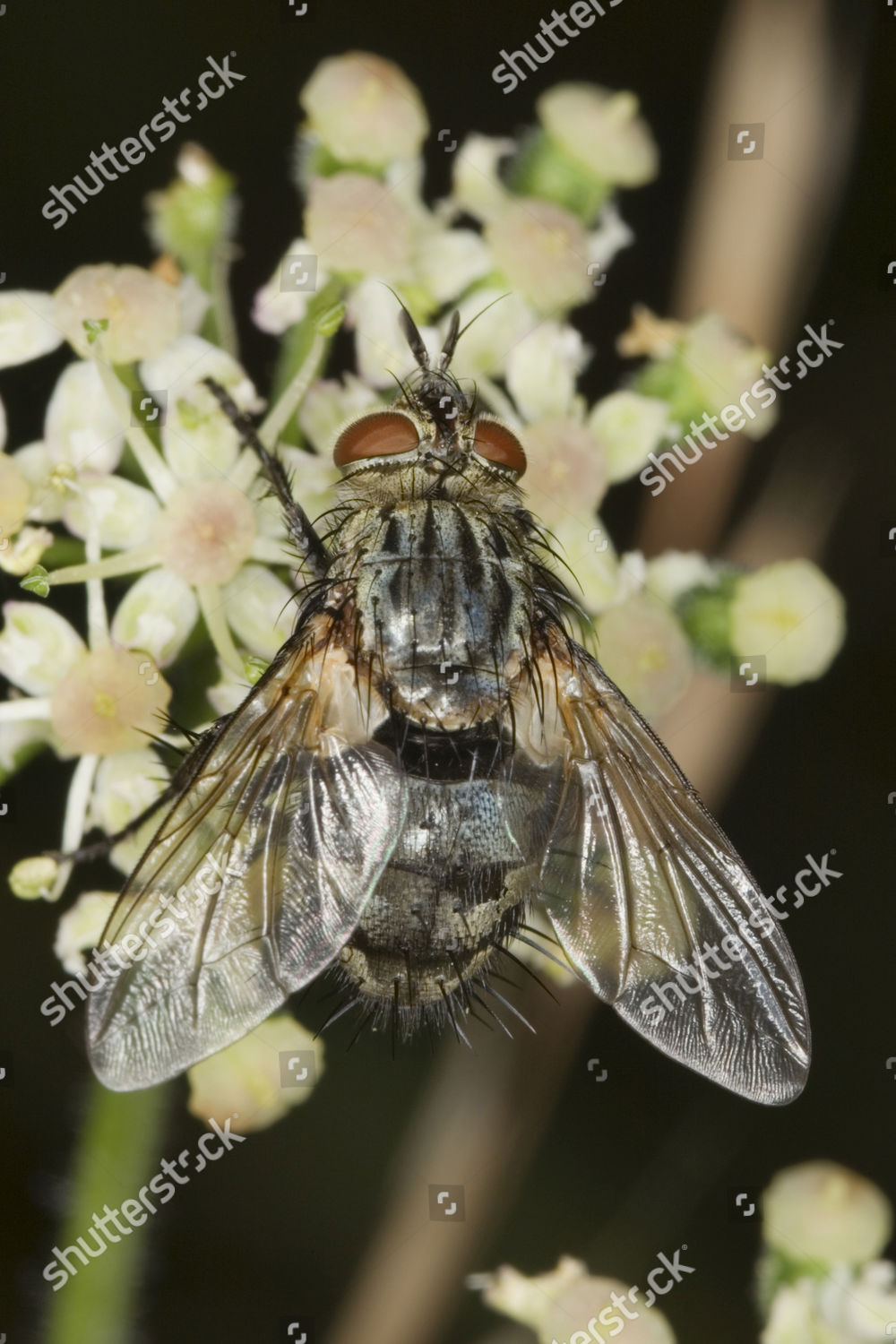 Marbled Grey Flesh Fly Sarcophaga Carnaria Editorial Stock Photo ...