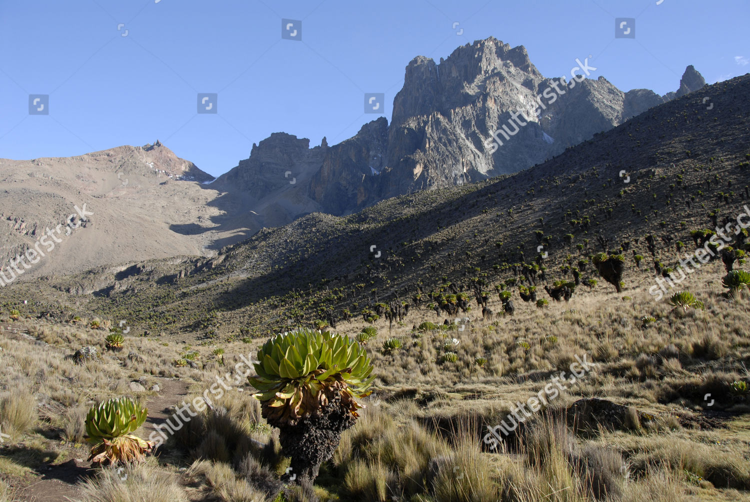Mountain Landscape Endemic Giant Groundsel Senecio Editorial Stock ...