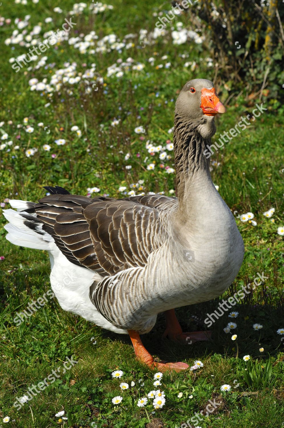 Toulouse Goose Dewlap Editorial Stock Photo - Stock Image | Shutterstock