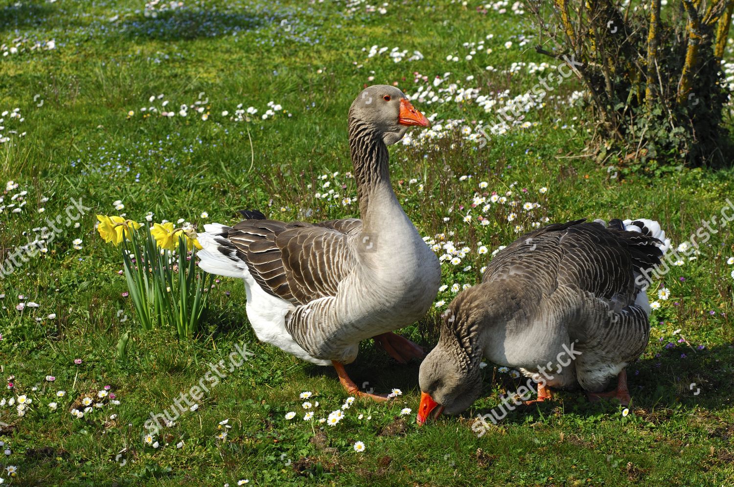 Toulouse Goose Dewlap Editorial Stock Photo - Stock Image | Shutterstock