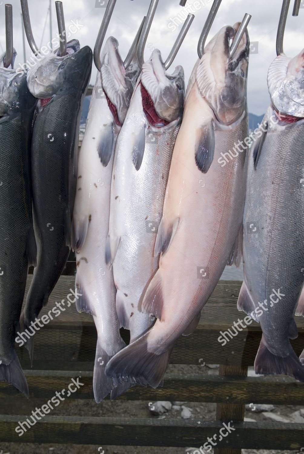 Pacific Salmon Freshly Caught Seward Alaska Editorial Stock Photo ...