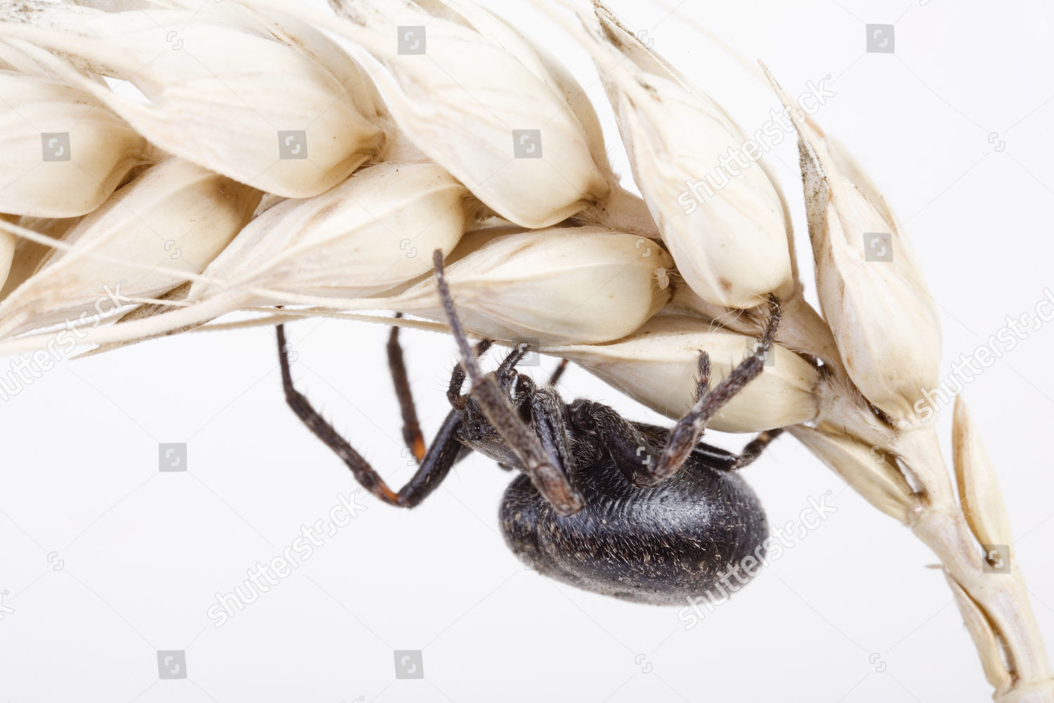 Walnut Orb Weaver Spider Nuctenea Umbratica Editorial Stock Photo ...