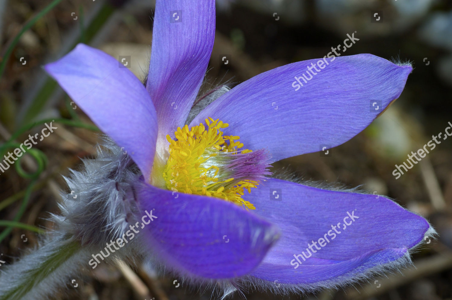 Pasque Flower Pulsatilla Halleri Ssp Slavica Editorial Stock Photo ...