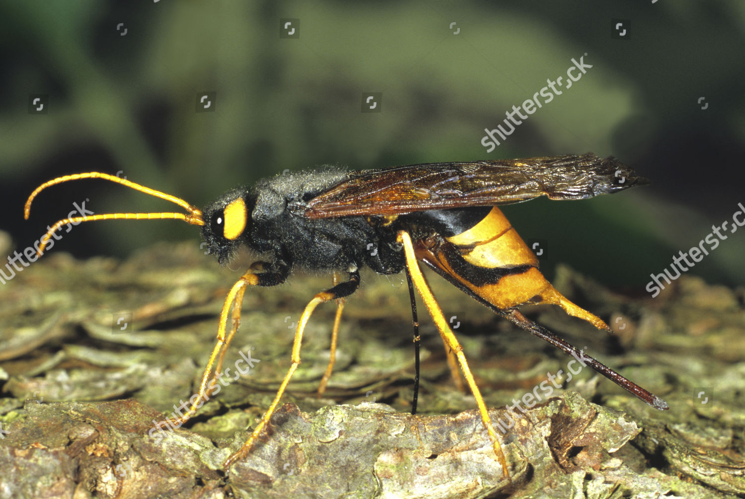 Giant Horntail Urocerus Gigas Editorial Stock Photo - Stock Image ...
