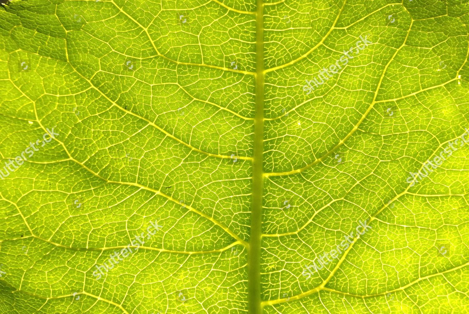 Leaf Inula Helenium Compositae Asteraceae Editorial Stock Photo - Stock ...