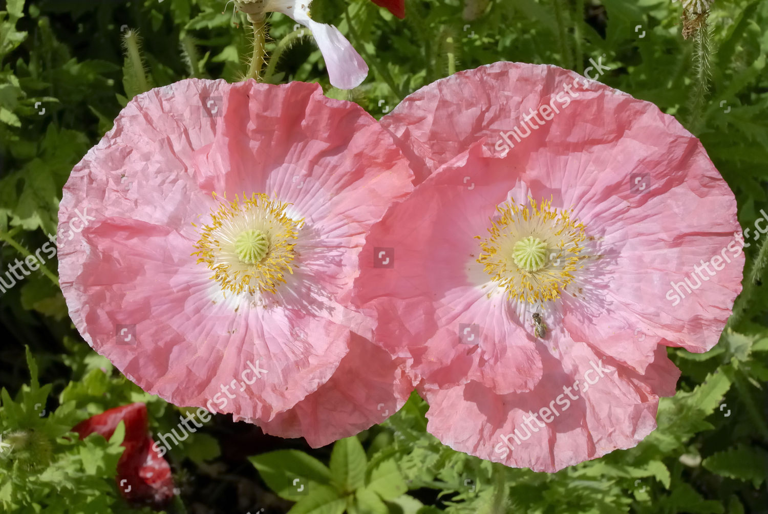 Pink Flowers Poppy Hybrid Papaver Rhoeas Editorial Stock Photo - Stock ...