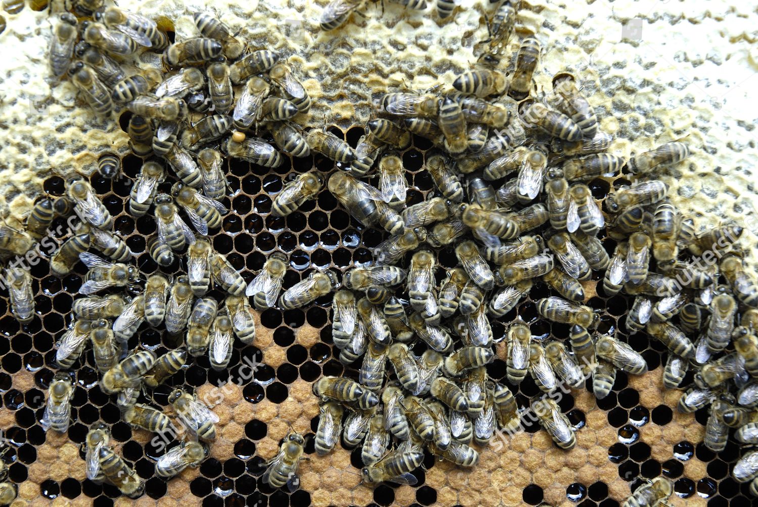Honeycomb Bees Hatching Larvae Center Surrounded Editorial Stock Photo ...