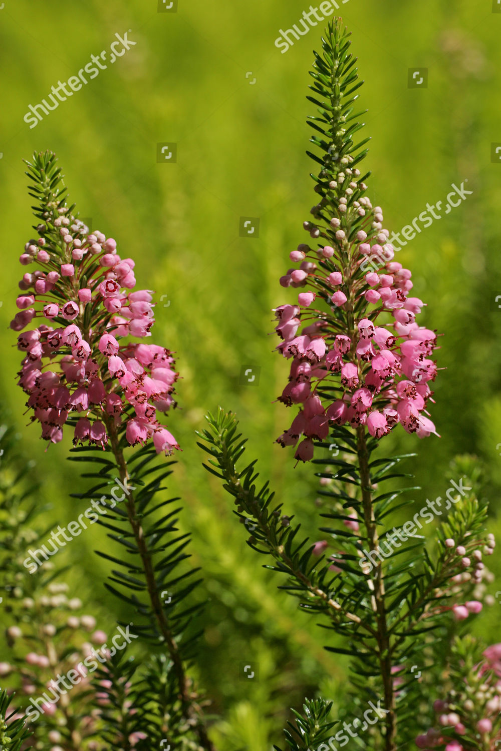 Flowering Cornish Heath Cultivar St Keverne Editorial Stock Photo ...
