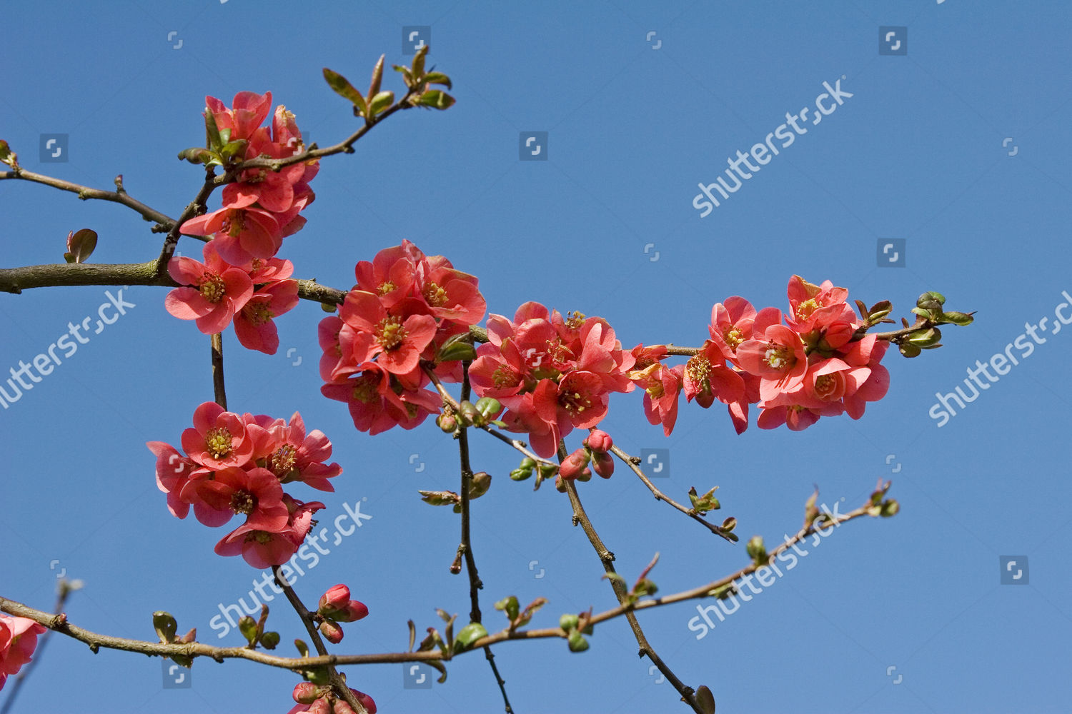 Blossom Chinese Flowering Quince Chaenomeles Lagenaria Editorial Stock ...