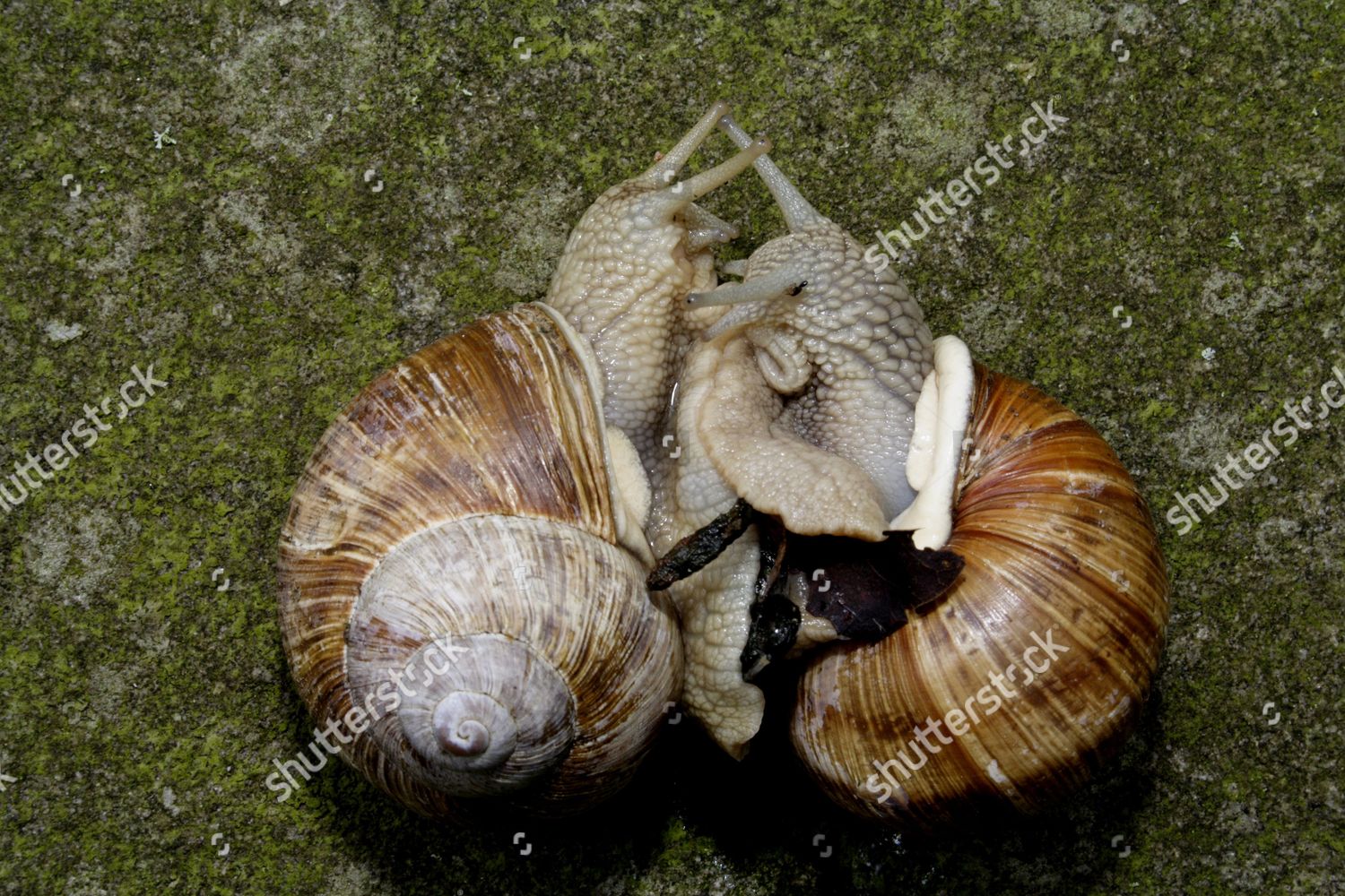 Edible Snail Helix Pomatia Pairing Editorial Stock Photo - Stock Image ...