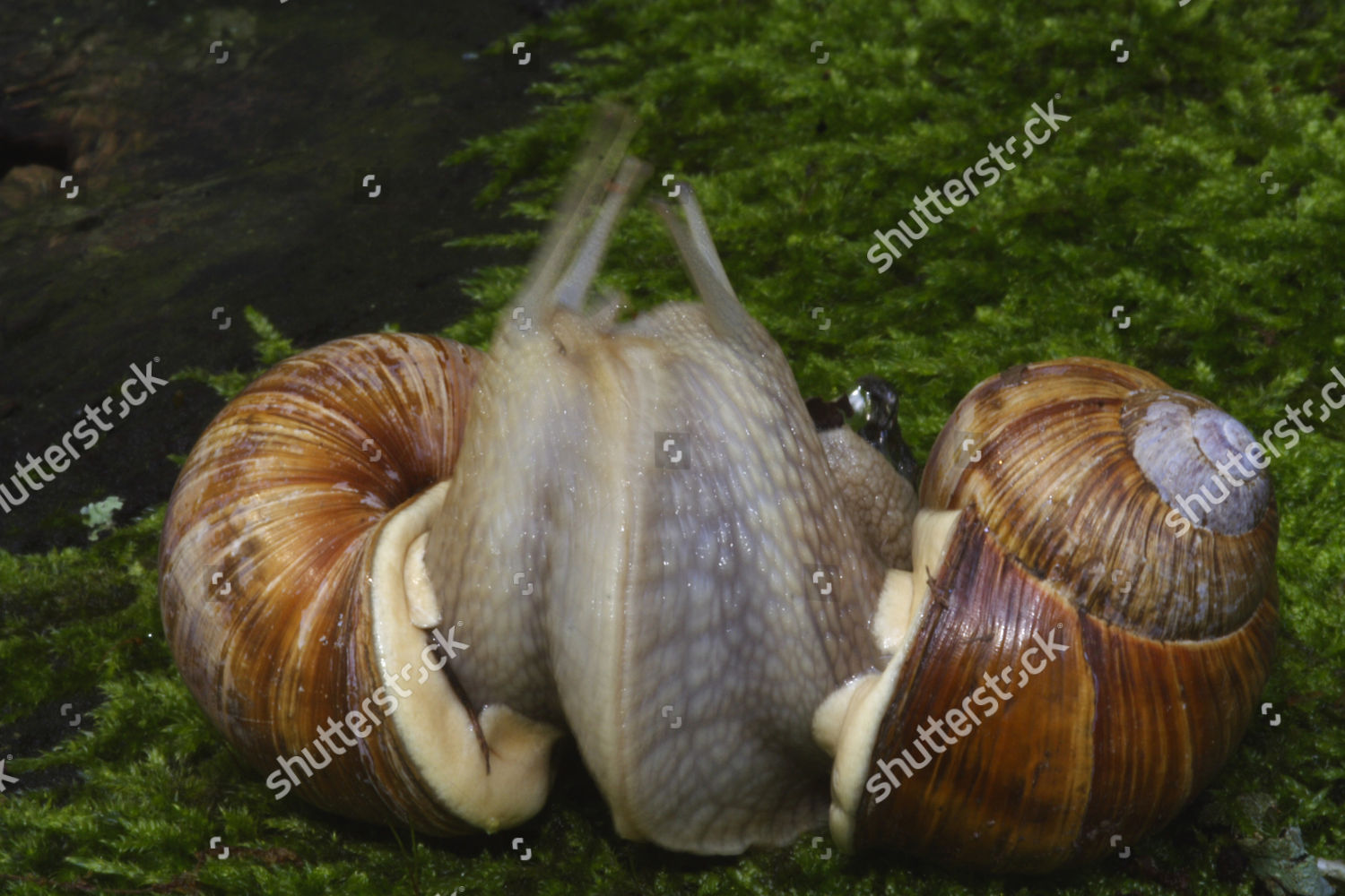 Edible Snail Helix Pomatia Pairing Editorial Stock Photo - Stock Image ...