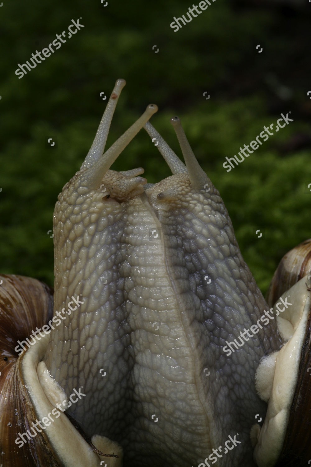 Edible Snail Helix Pomatia Pairing Editorial Stock Photo - Stock Image ...