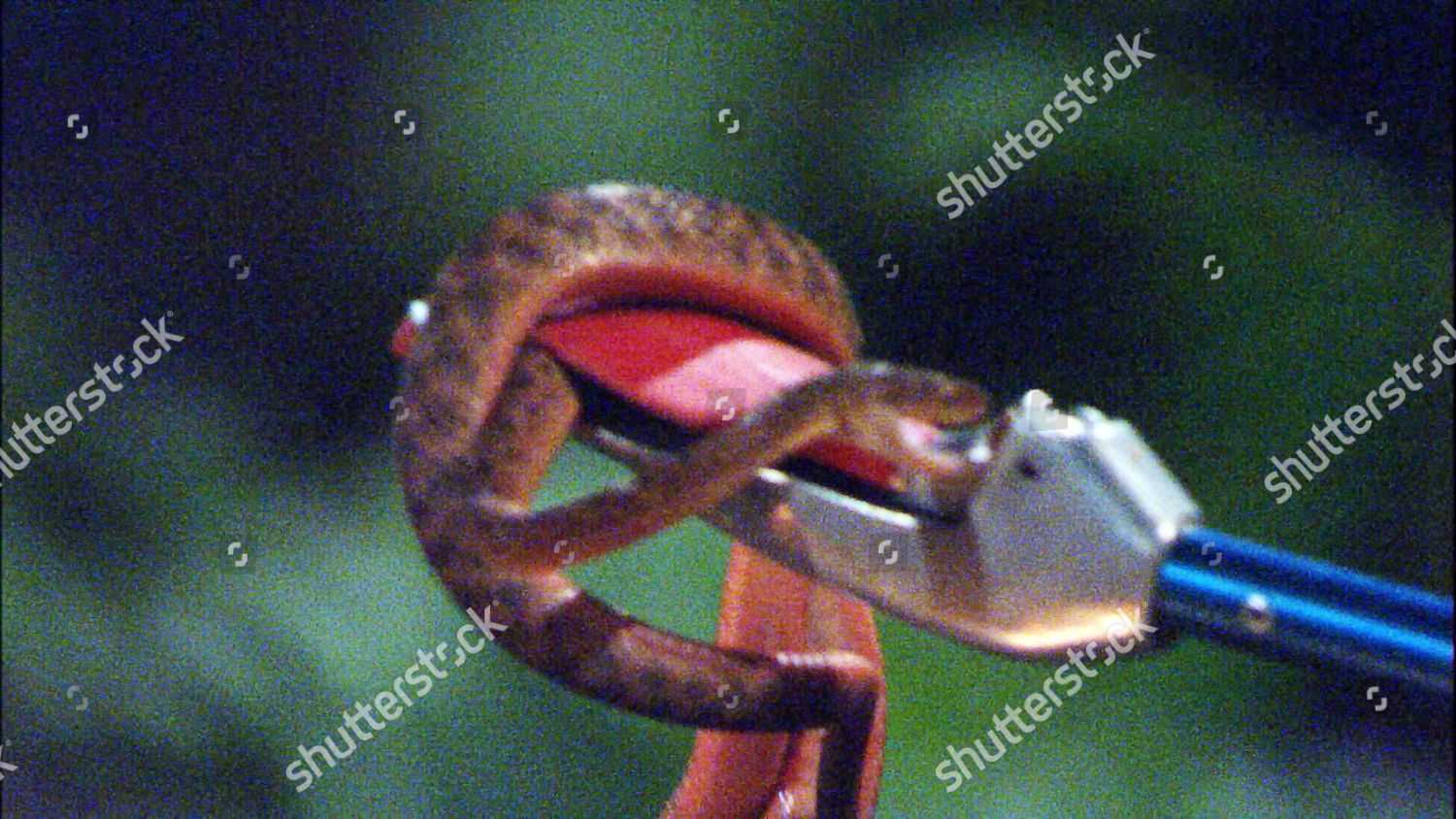 Deadly Brown Snake Spotted Camp During Editorial Stock Photo - Stock ...