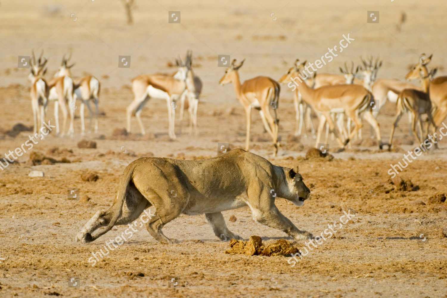 Lion Lioness Panthera Leo Hunting Springbok Editorial Stock Photo ...