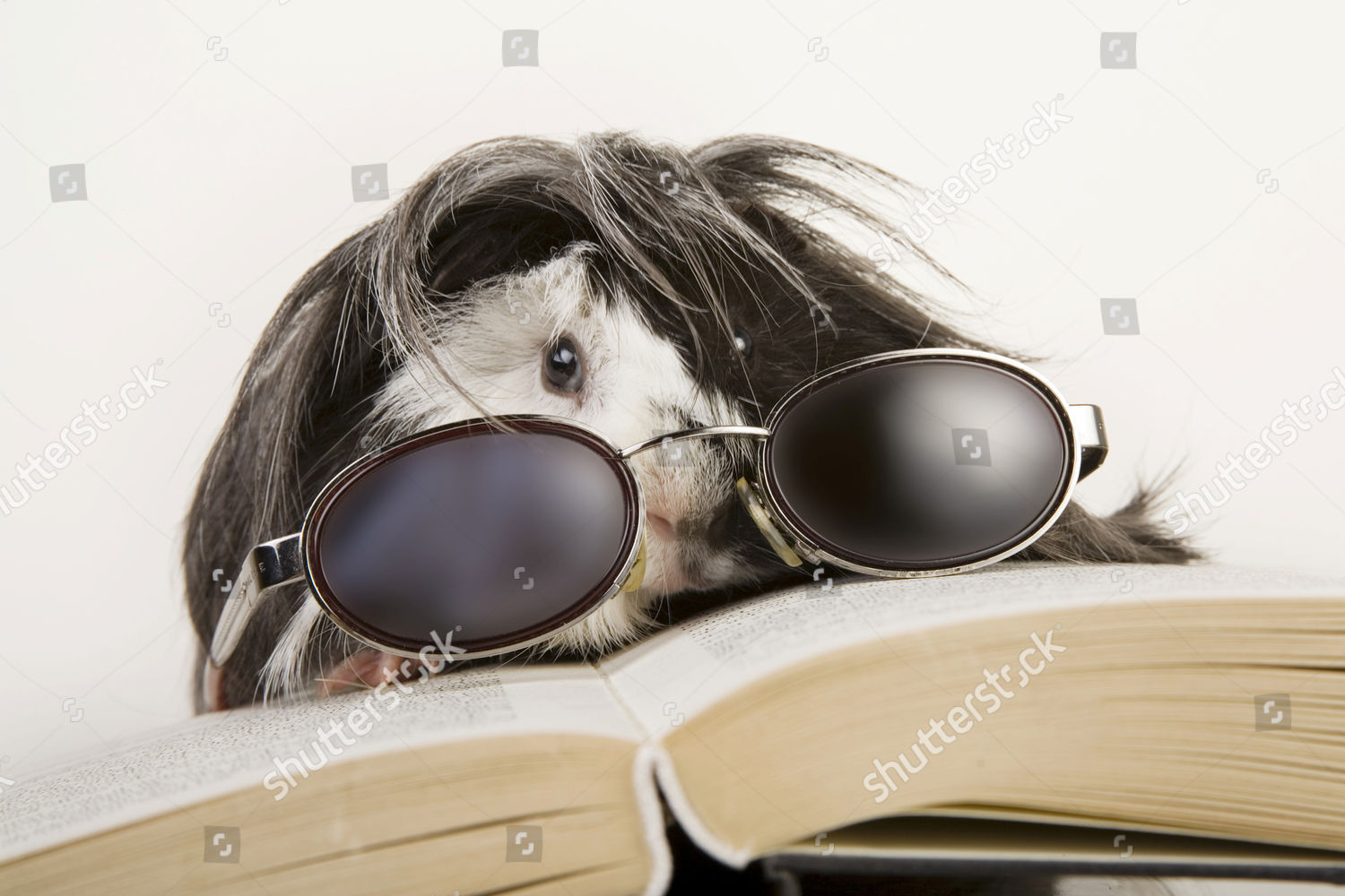 Guinea Pig Glasses Book Editorial Stock Photo - Stock Image | Shutterstock