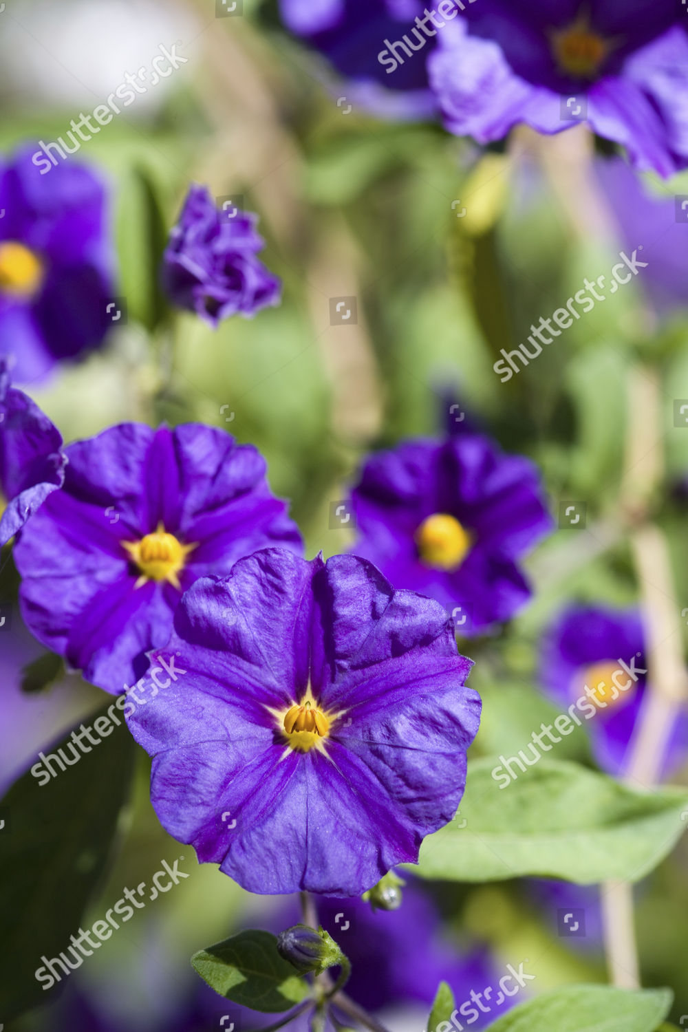 Golden Robe Solanum Rantonetti Solanaceae Blossoms Editorial Stock ...