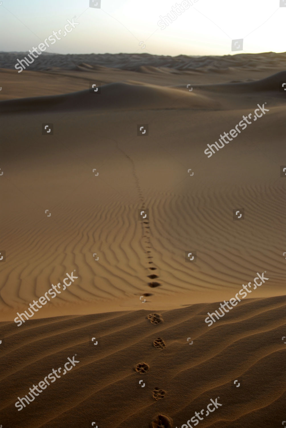 Long Track Fennec Fox Vulpes Zerda Editorial Stock Photo - Stock Image ...