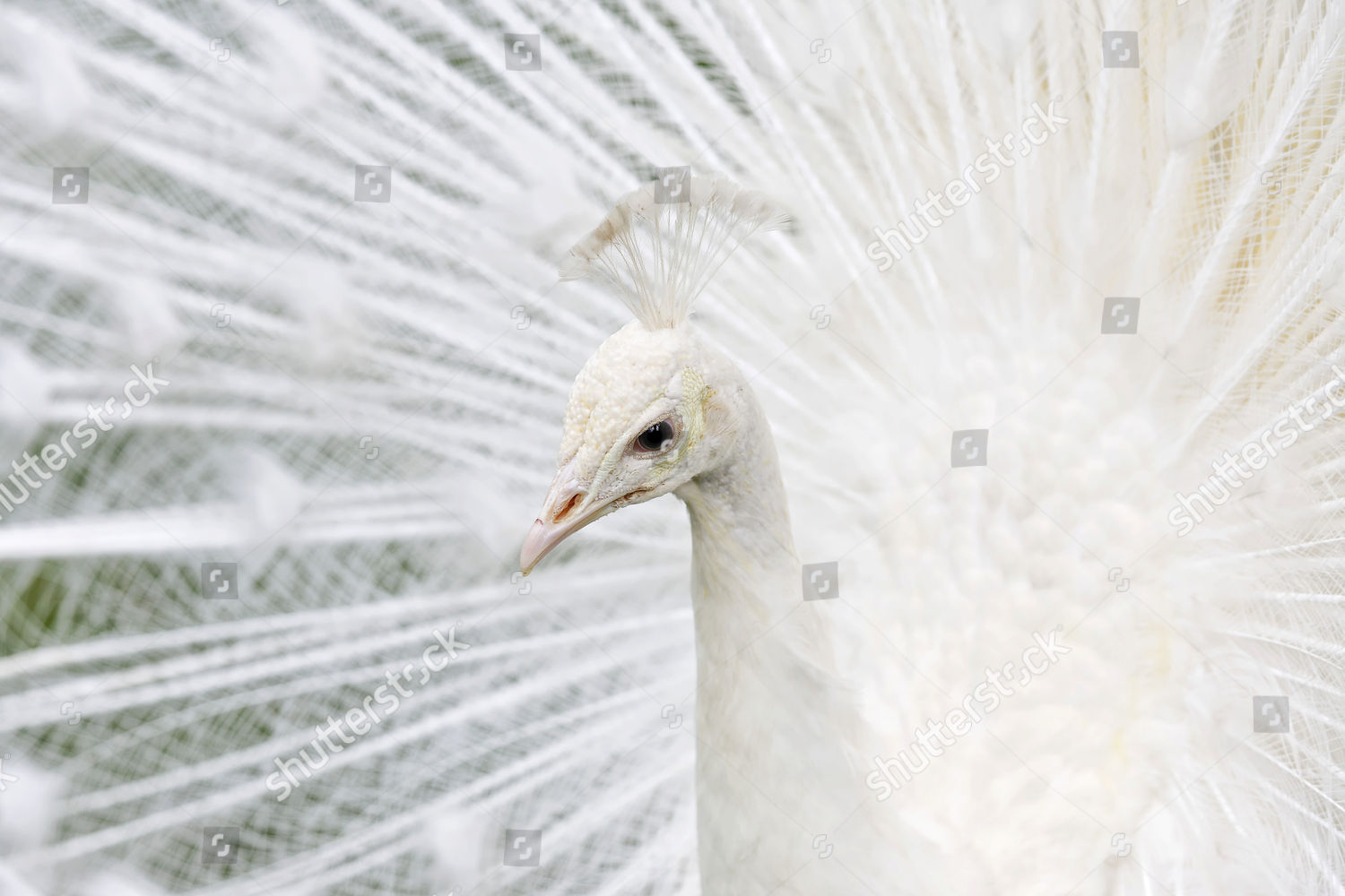 White Peacock Peafowl Recessive Mutation Blue Editorial Stock Photo ...