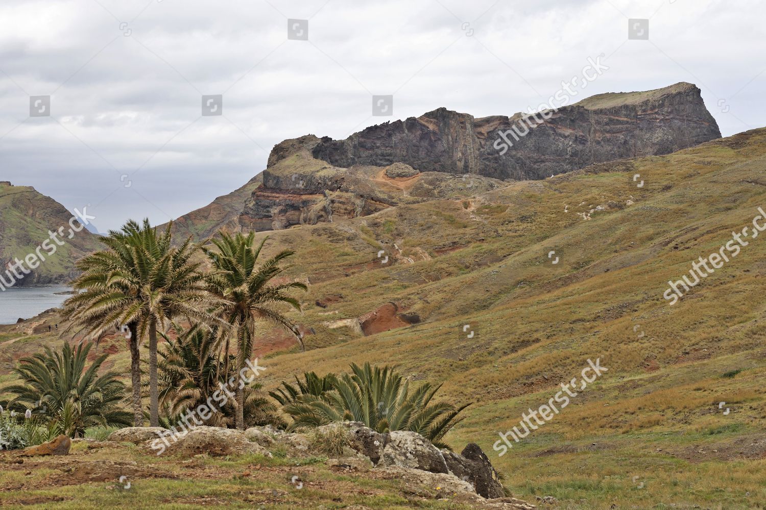Date Palm Phoenix Dactylifera On Peninsule Editorial Stock Photo ...
