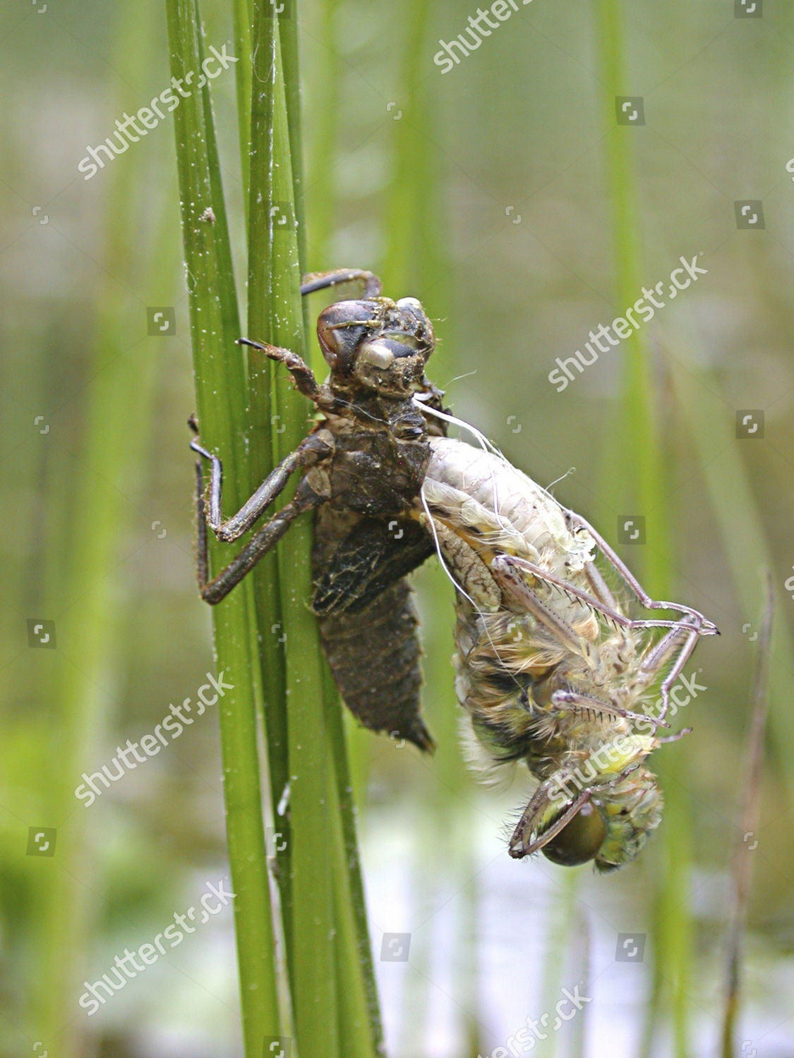 Birth Dragonfly Aeschna Cyanea Editorial Stock Photo - Stock Image ...