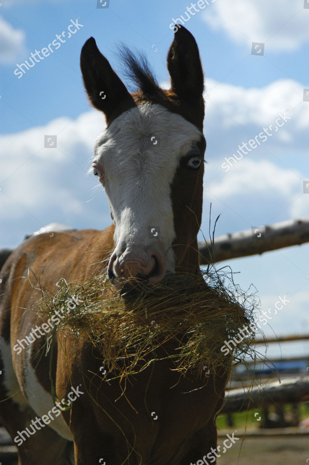 Foal Pulli Equinus Hay His Mouth Editorial Stock Photo - Stock Image ...