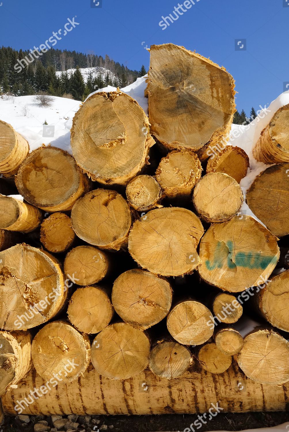 Piled Spruce Logs Timber Yard Bavarian Editorial Stock Photo - Stock ...