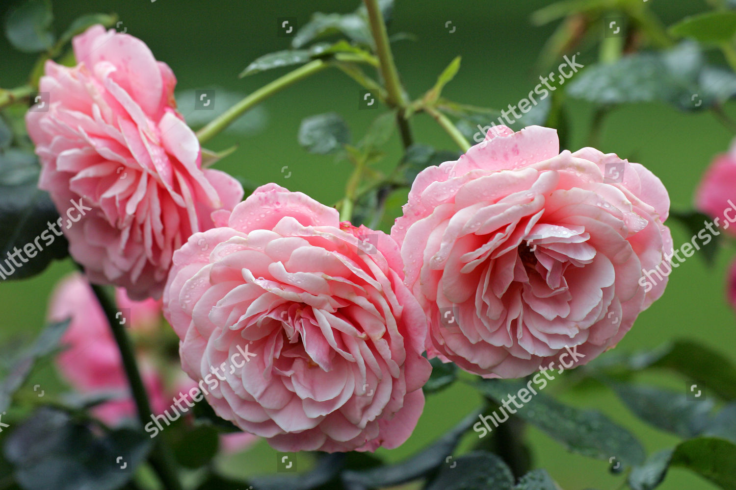 Rose Rosa Heckenzauber Editorial Stock Photo - Stock Image | Shutterstock