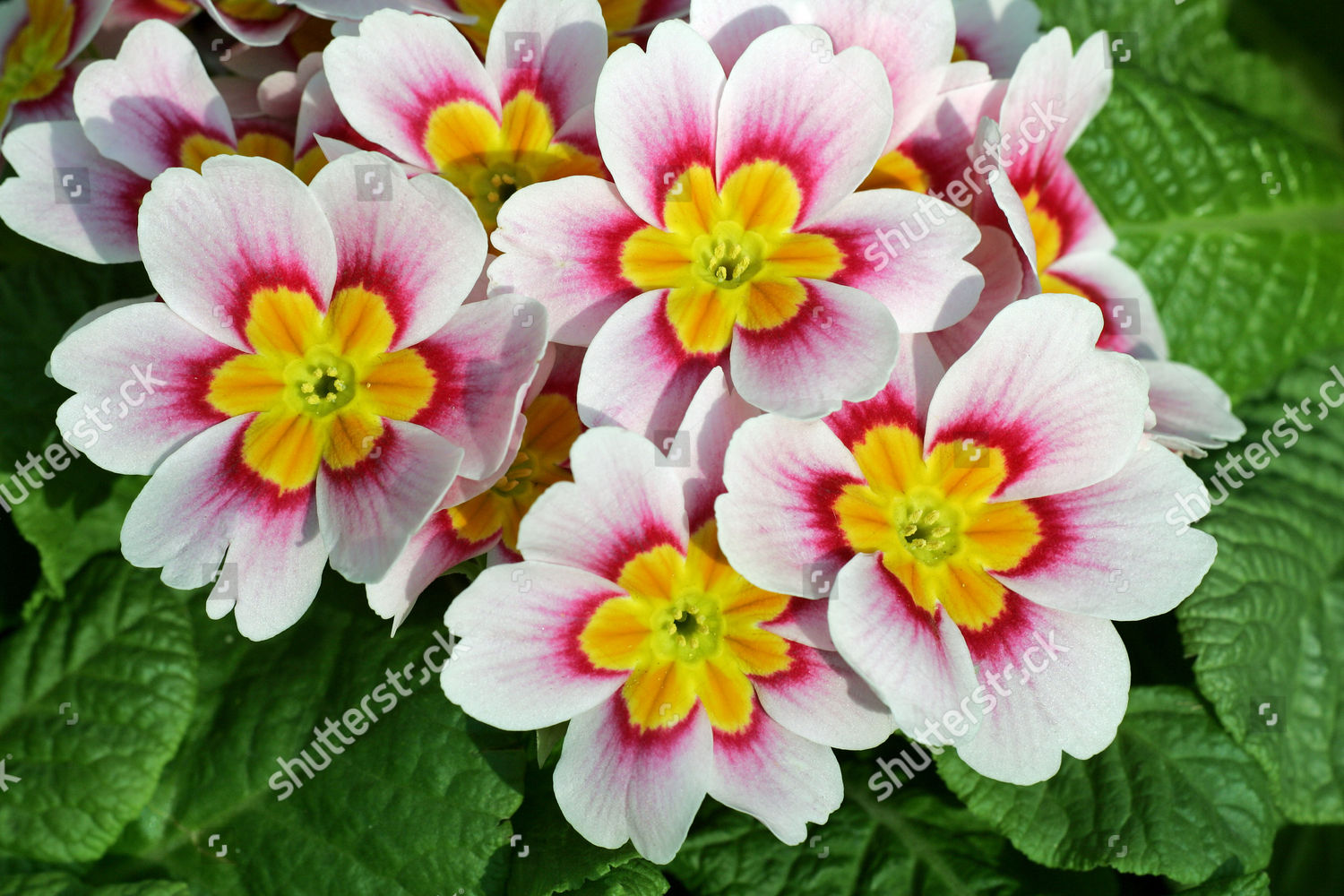 Flowering Primrose Hybrid Different Colours Primula Editorial Stock ...