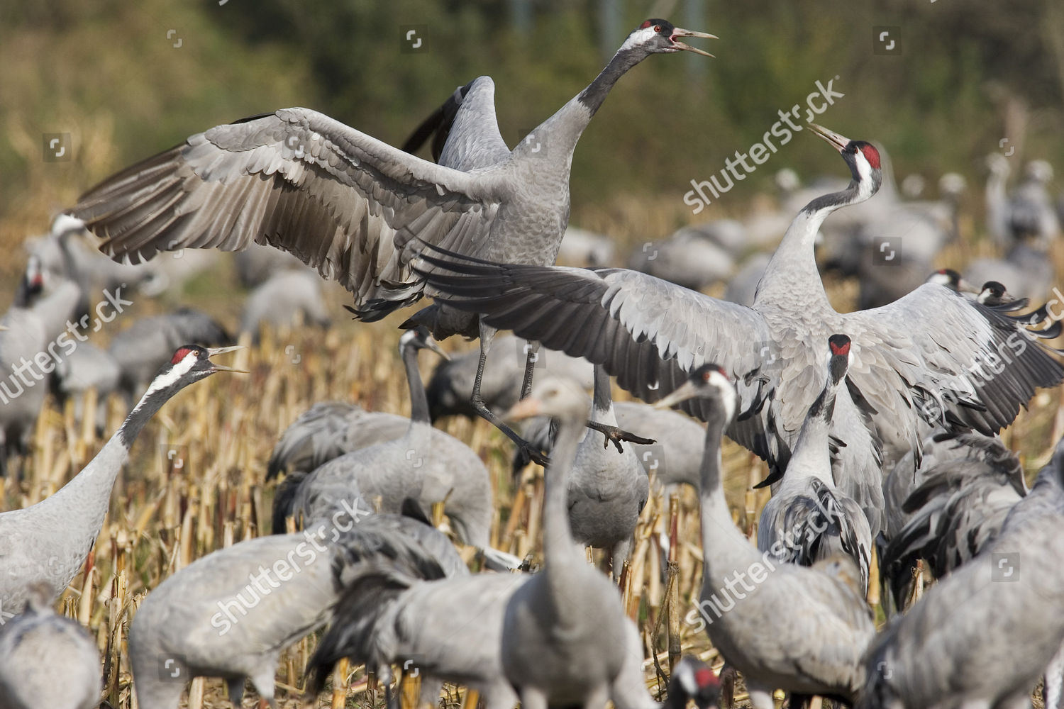 Fighting Cranes Grus Grus National Park Editorial Stock Photo - Stock ...