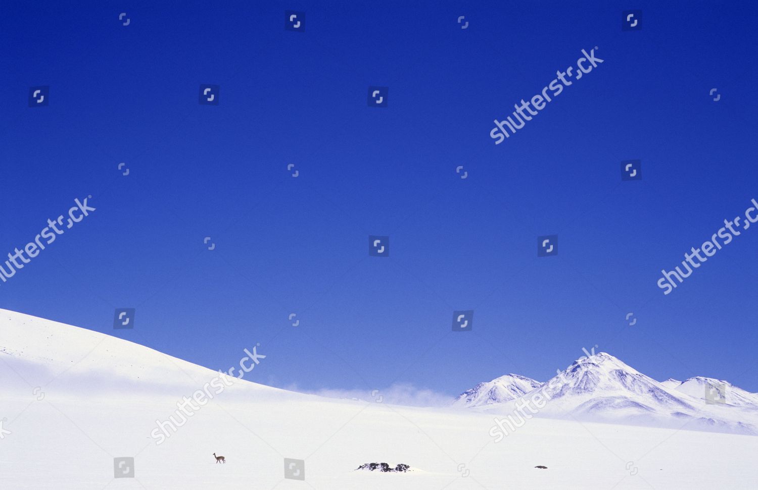 Solitary Vicuna Vicugna Vicugna Snow Southern Editorial Stock Photo ...