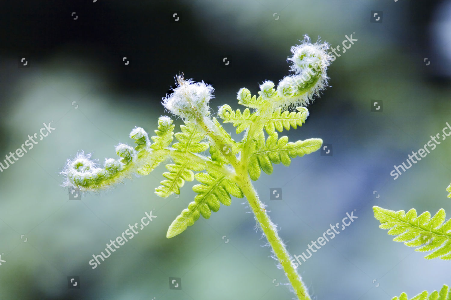 Fern Shoots Pteridium Aquilinum Editorial Stock Photo - Stock Image ...