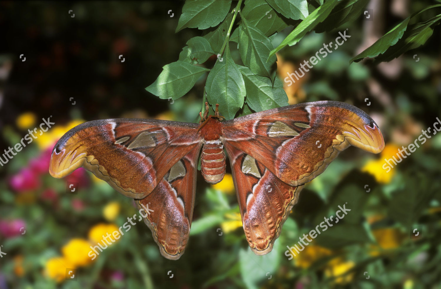 Atlas Moth Attacus Atlas Malaysia Editorial Stock Photo - Stock Image ...