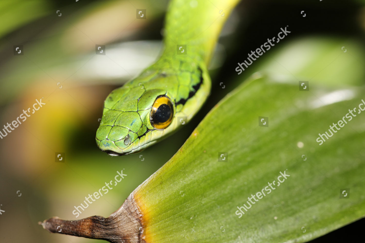 Satiny Parrot Snake Leptophis Depressirostris Costa Editorial Stock ...