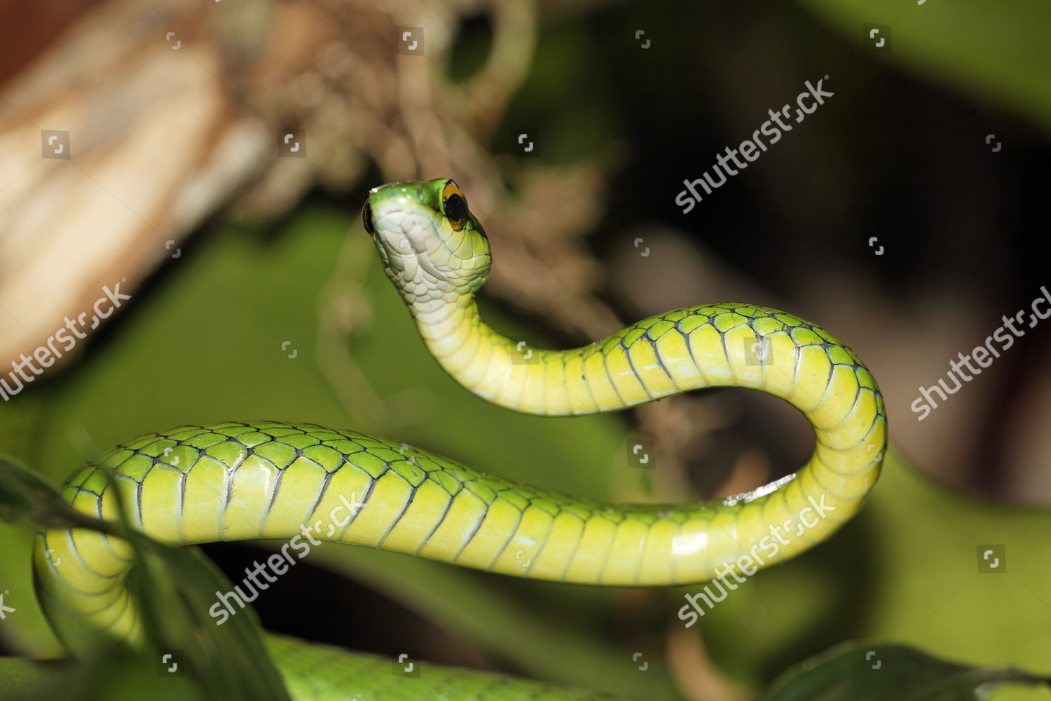 Satiny Parrot Snake Leptophis Depressirostris Costa Editorial Stock ...