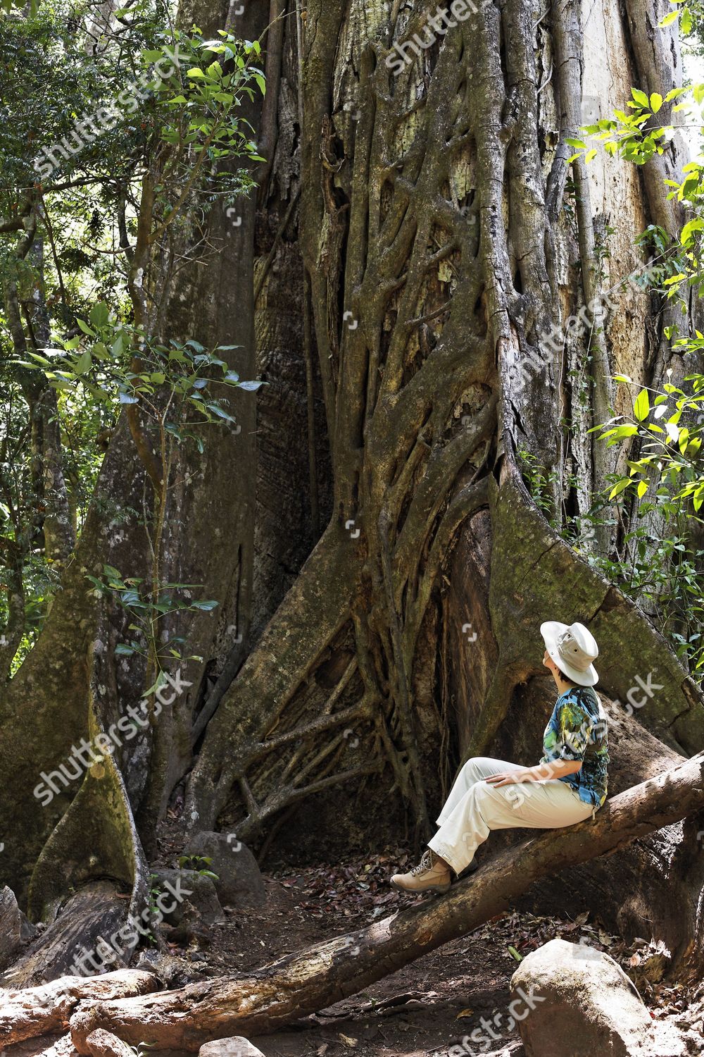 Model Released Strangler Fig Ficus Subgenus Editorial Stock Photo ...