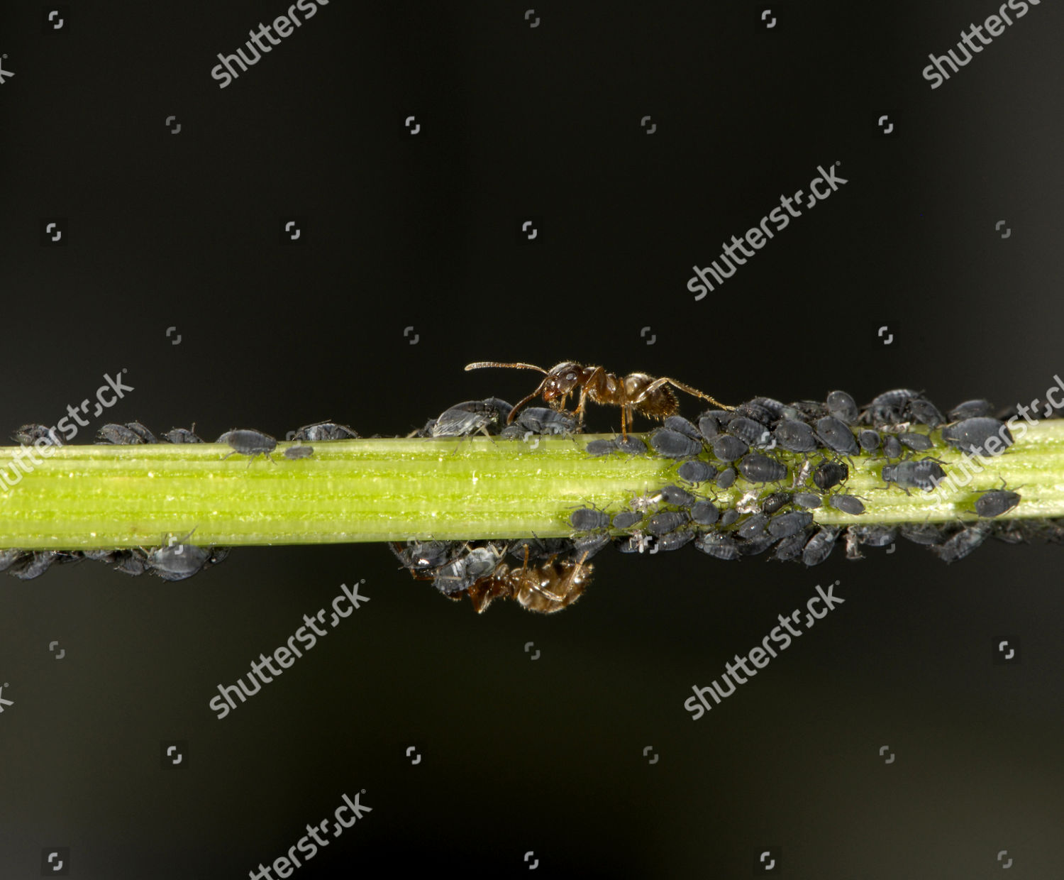 Plant Lice Aphidoidea On Corn Poppy Editorial Stock Photo - Stock Image ...