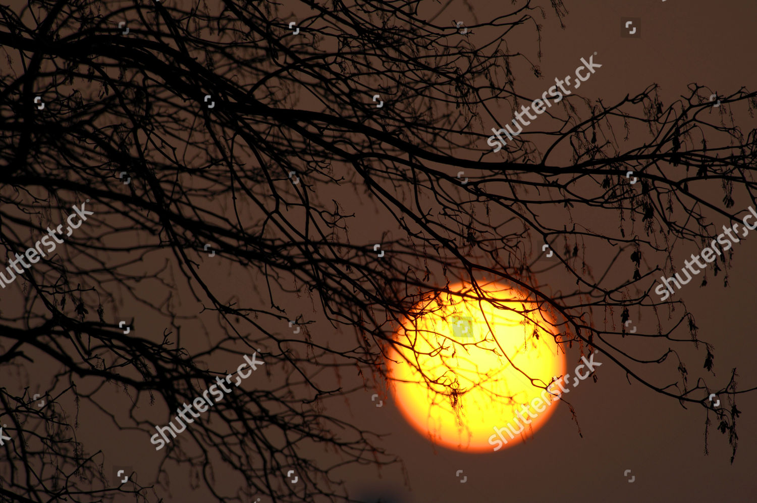 Sun Behind Tree Editorial Stock Photo - Stock Image | Shutterstock